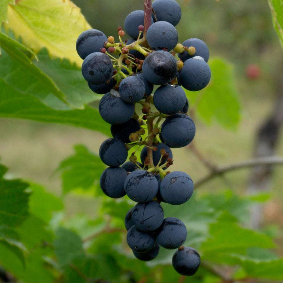 Vitis riparia 'Trollhaugen' (biologique) – Pépinière Mont-Bruno