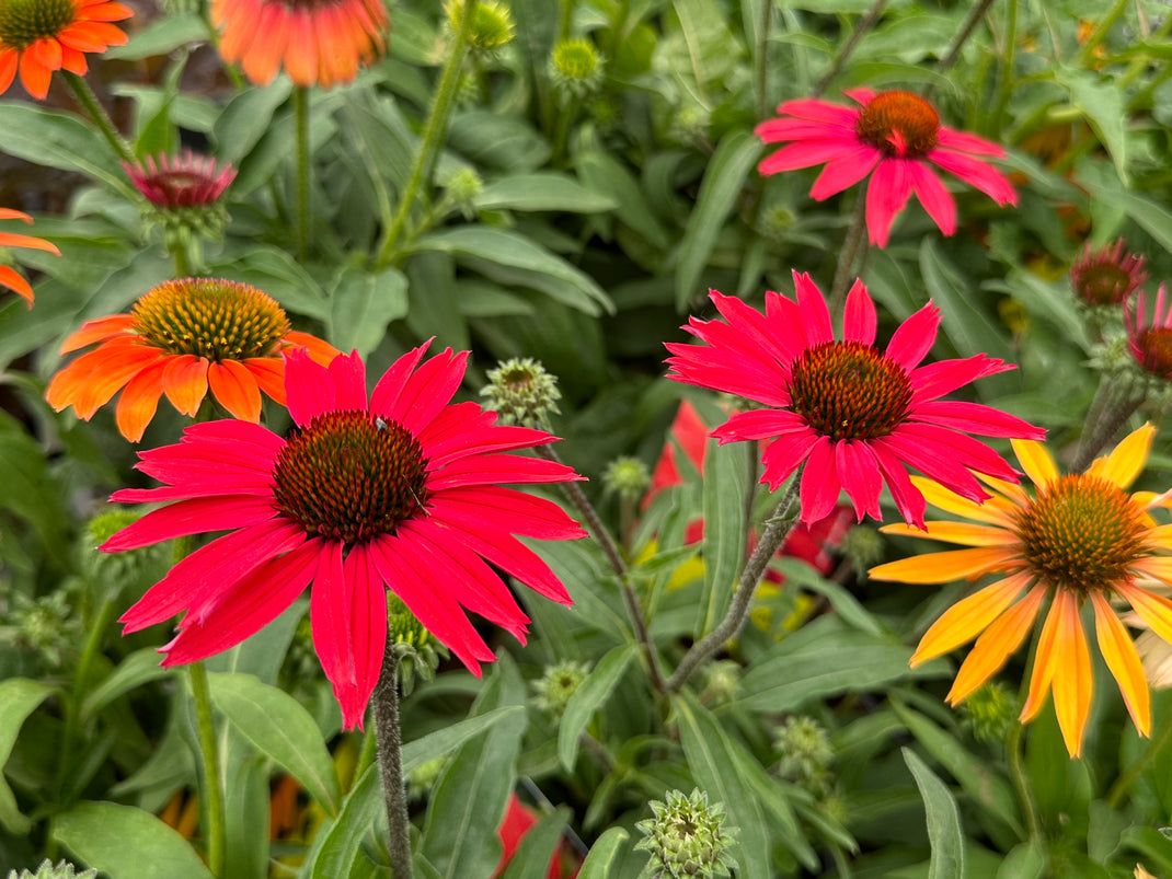 Centre jardin – Pépinière Mont-Bruno